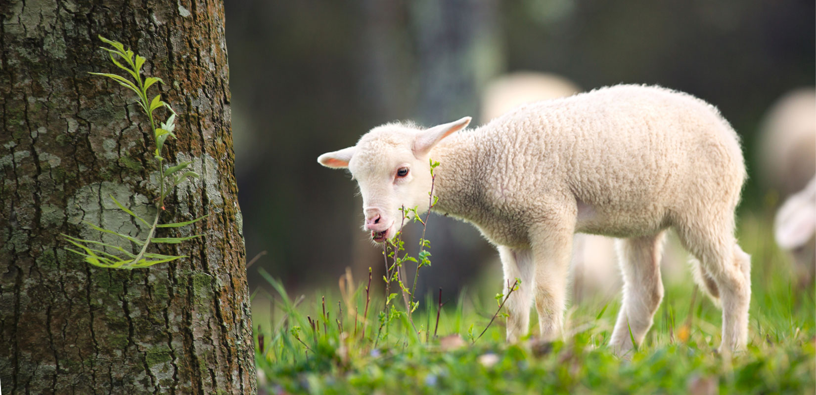 Kad ja pođoh na Bembašu
